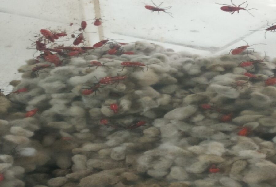 Evaluation of Beauveria Bassiana and Metarhizium Anisopliae in ...